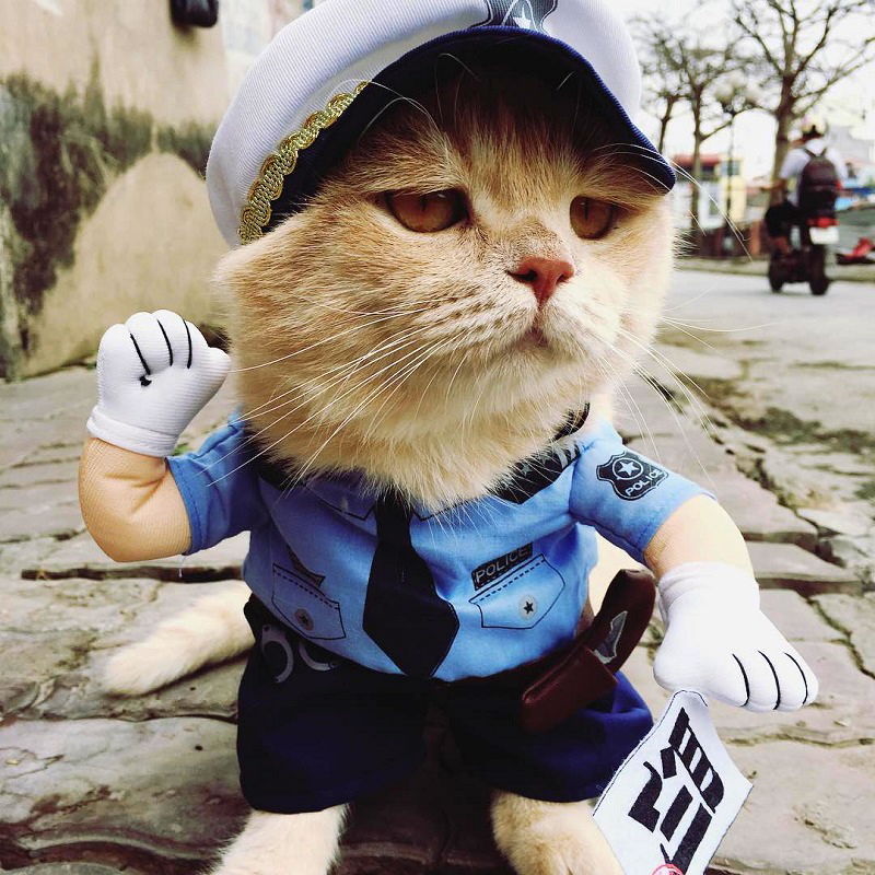 Vietnamese Cat Named 'Dog' Sells Fish While Wearing Cute Costumes